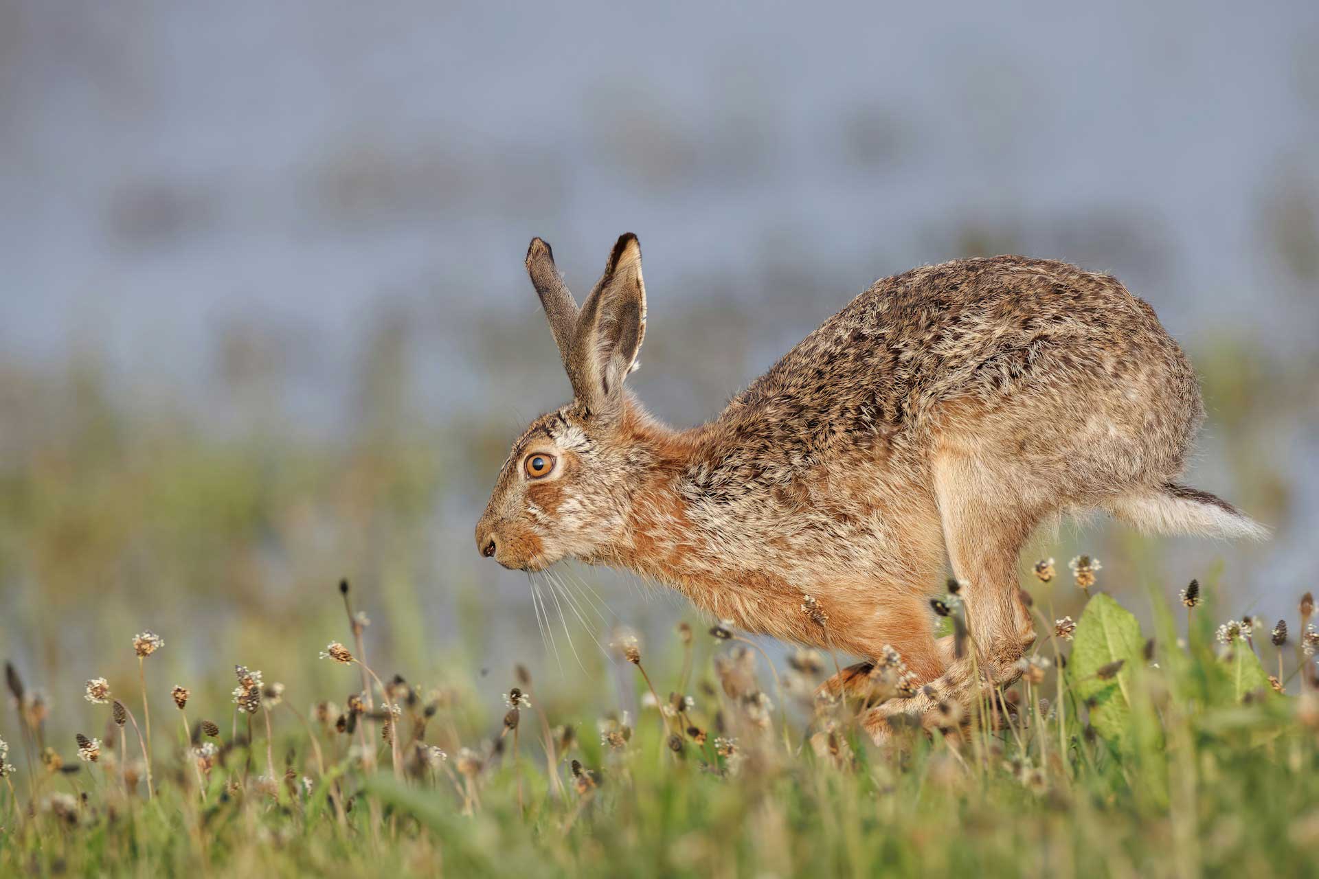 Tortoise vs. Hare | Razorhorse